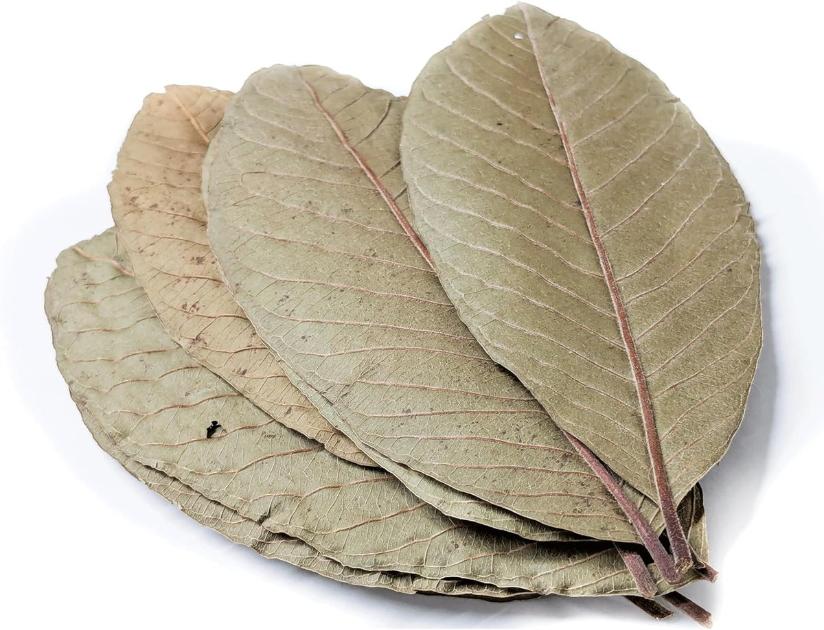 Guava Leaves – Forest Aquatics