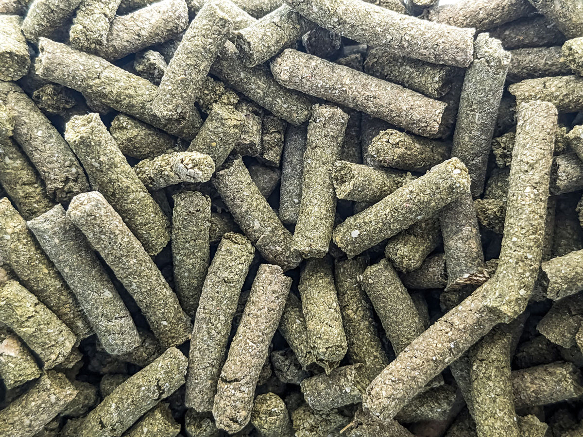Moringa & Snowflake Pellet – Forest Aquatics