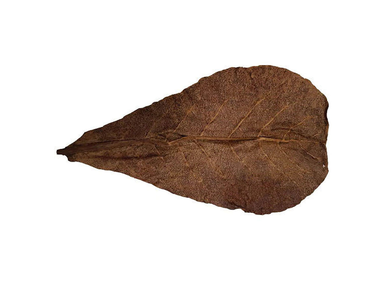 Indian Almond Catappa Leaves – Forest Aquatics