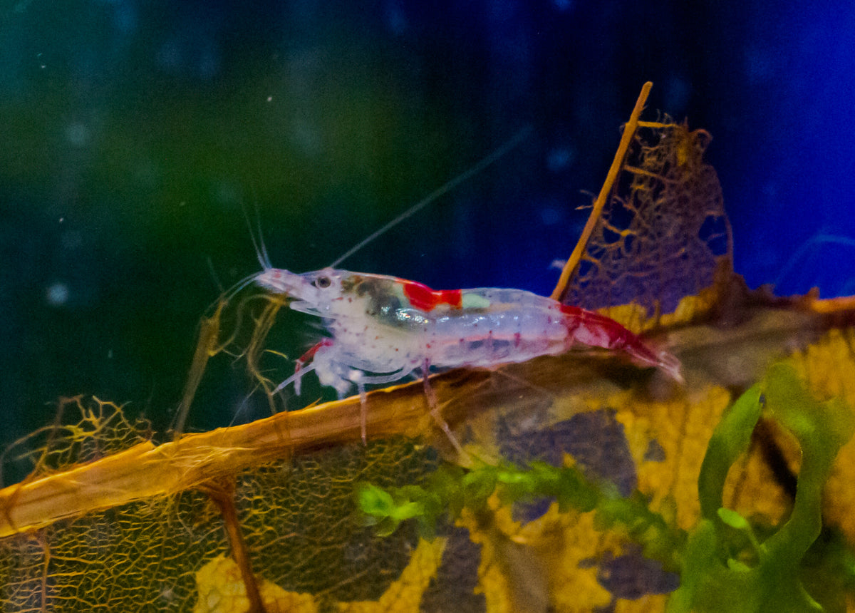 Red Rili Cherry Shrimp UK – Forest Aquatics