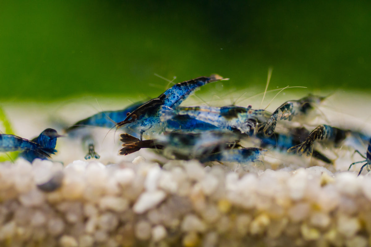 Carbon Rili – Forest Aquatics