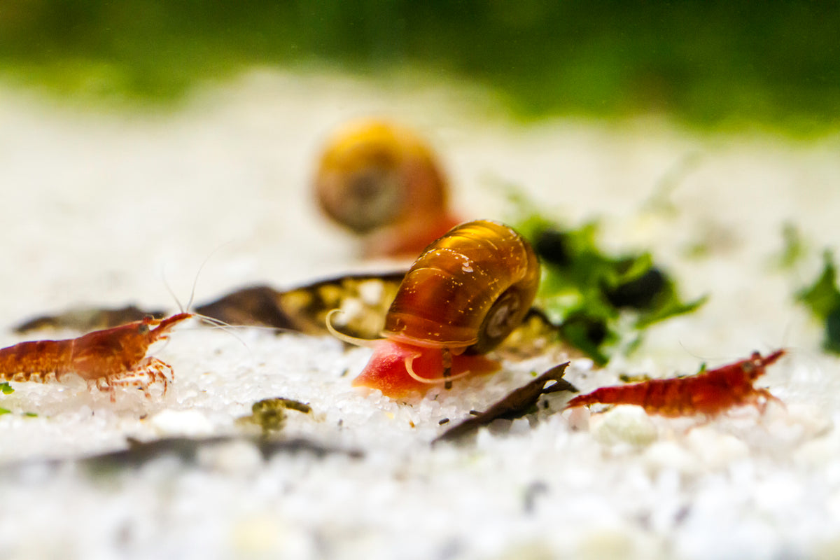Red Ramshorn Snails (Indoplanorbis Exustus) - For Sale – Forest Aquatics