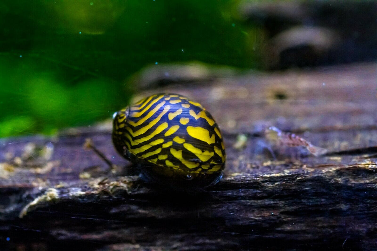 Nerite Snails Mixed Pattern For Sale Online - NBlake Aquatics – Forest ...