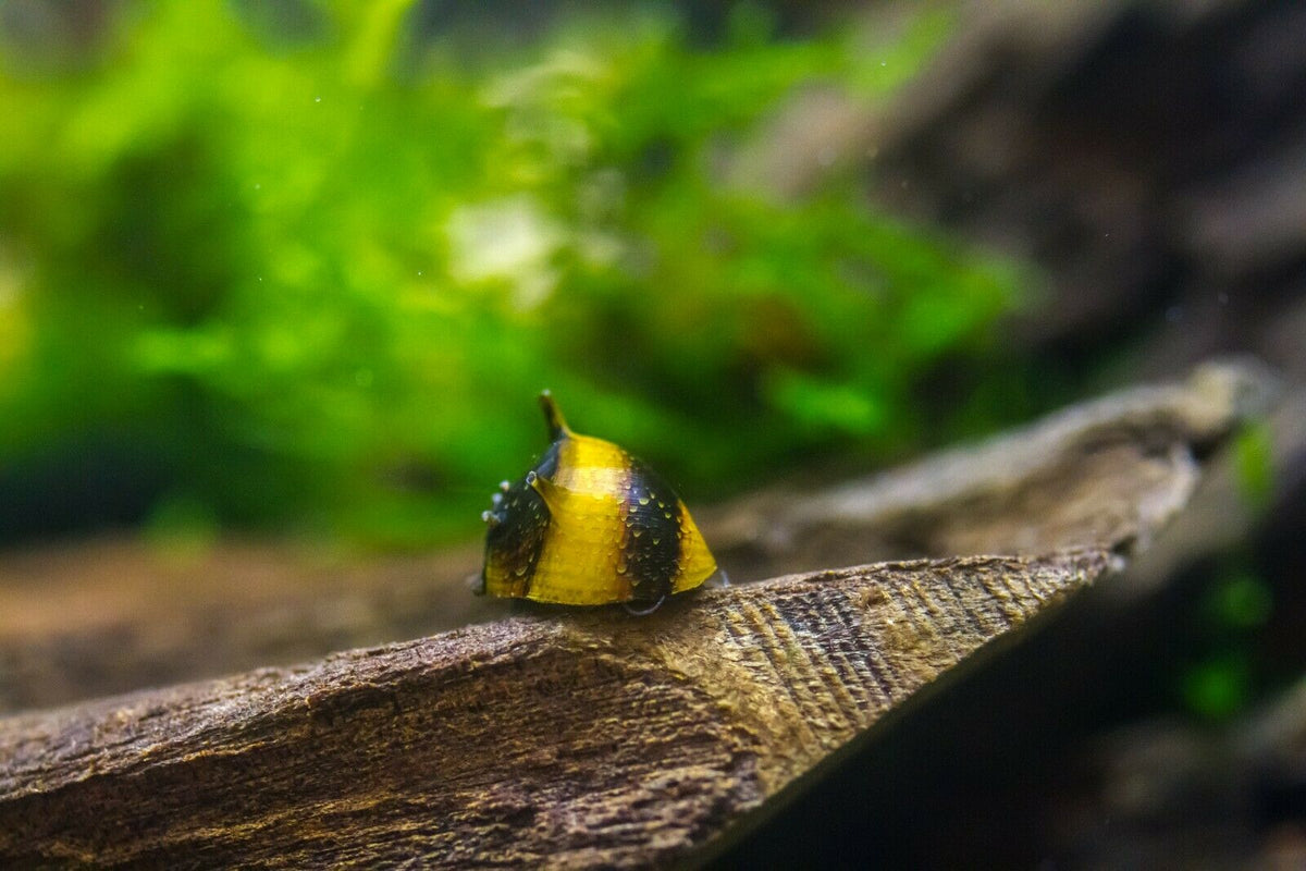 Horned Nerite Snails For Sale Online - Forest Aquatics